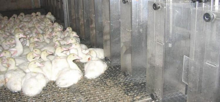 OCT. 2017 - Selection for Feed Efficiency in Ducks - Orvia