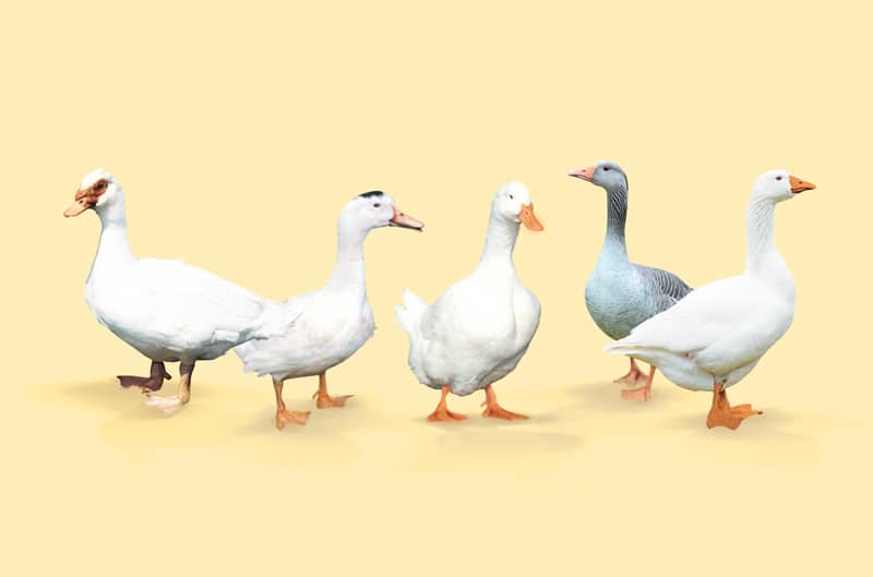 OCT. 2019 - Delicated to duck and geese breeding genetics - Orvia