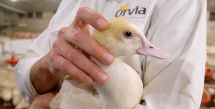 Nos métiers & nos expertises - Orvia