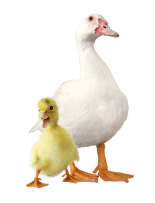 Pekin - Orvia
